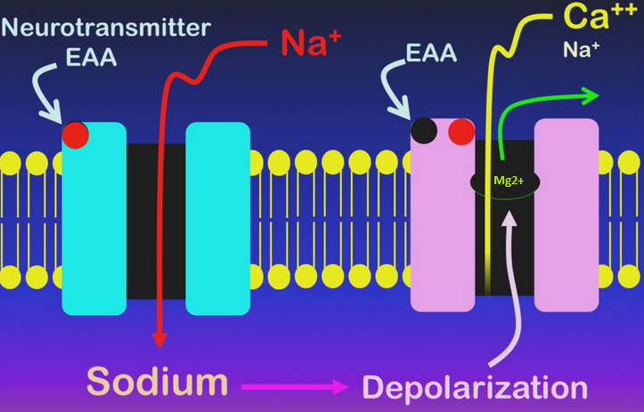 Physiologic Mechanisms of Excitotoxicity Flashcards by Alexander Shinn ...