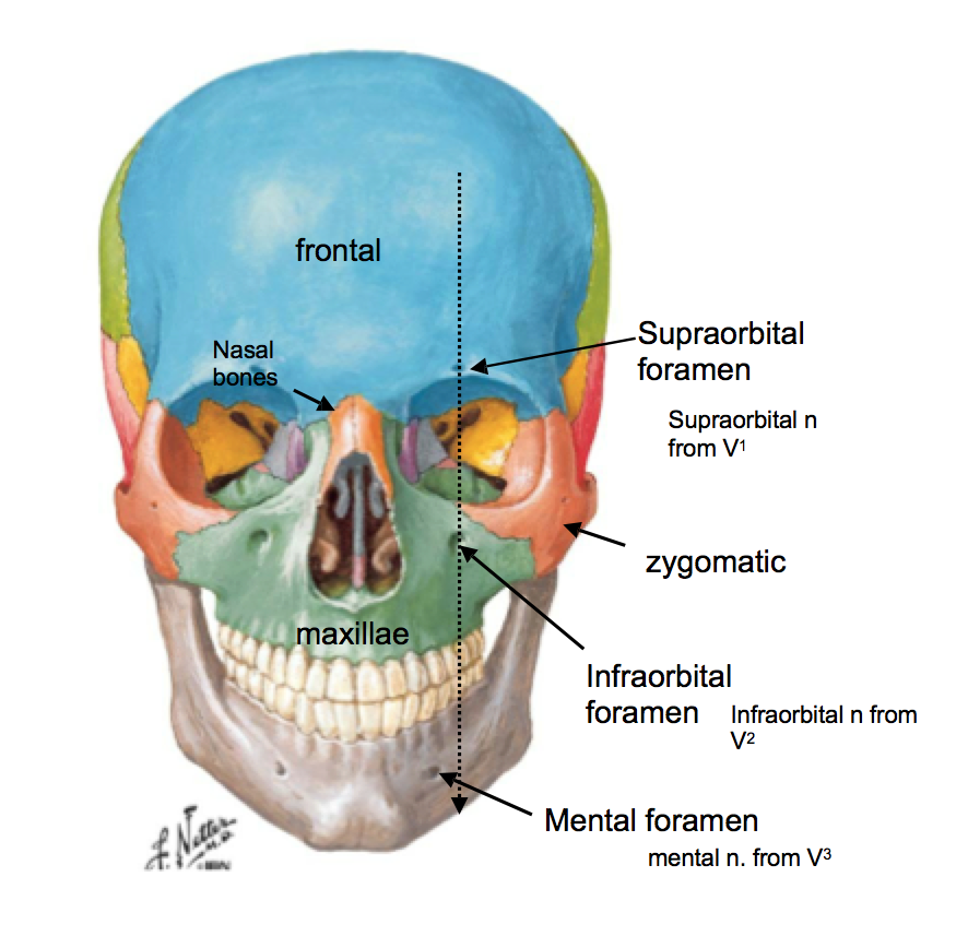 Supraorbital Foramen