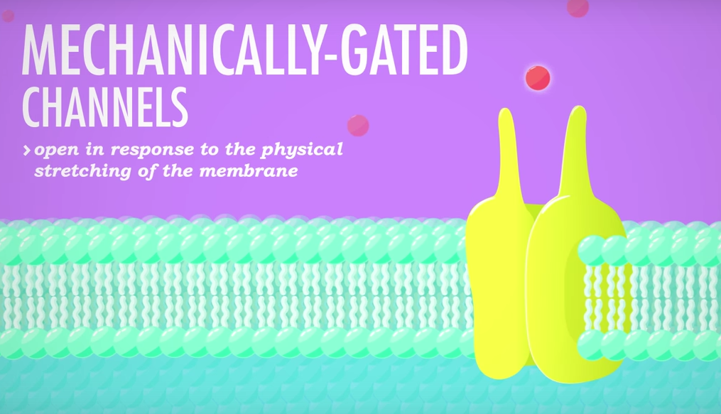 Mechanically Gated Channels