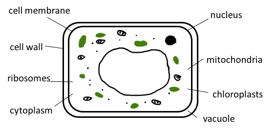 Combined Biology - B1 Cell Biology Flashcards by Revision Monkey ...