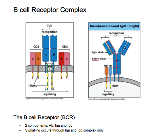 Lecture 5 Quiz: B Cells 1 Flashcards by Kathy Tran | Brainscape