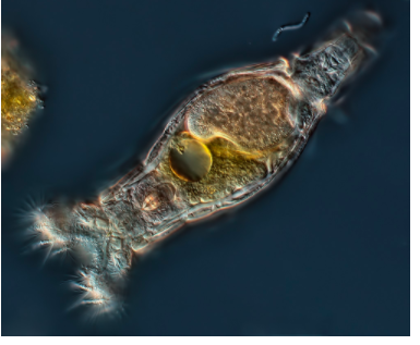 lab practicum 2 Flashcards by Jack Castaneda