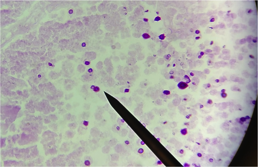 Mycology Flashcards by Claire Chiz | Brainscape