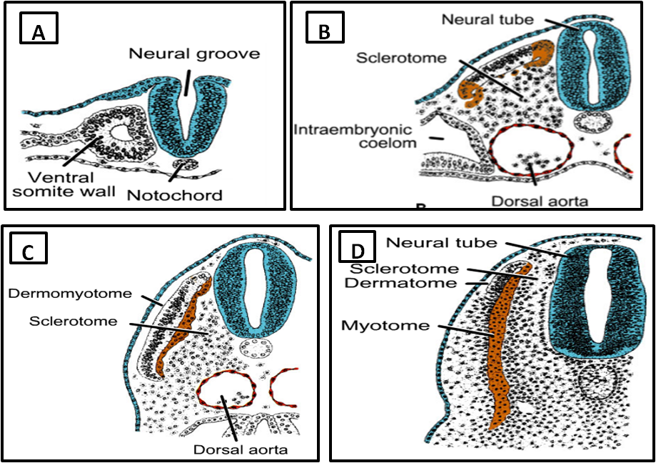 Sclerotome Dermatome Myotome
