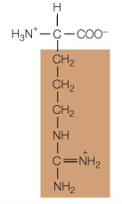 All 20 Amino Acids Flashcards by Cameron Pollock