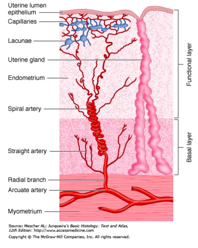Uterus Histology Functional Layer