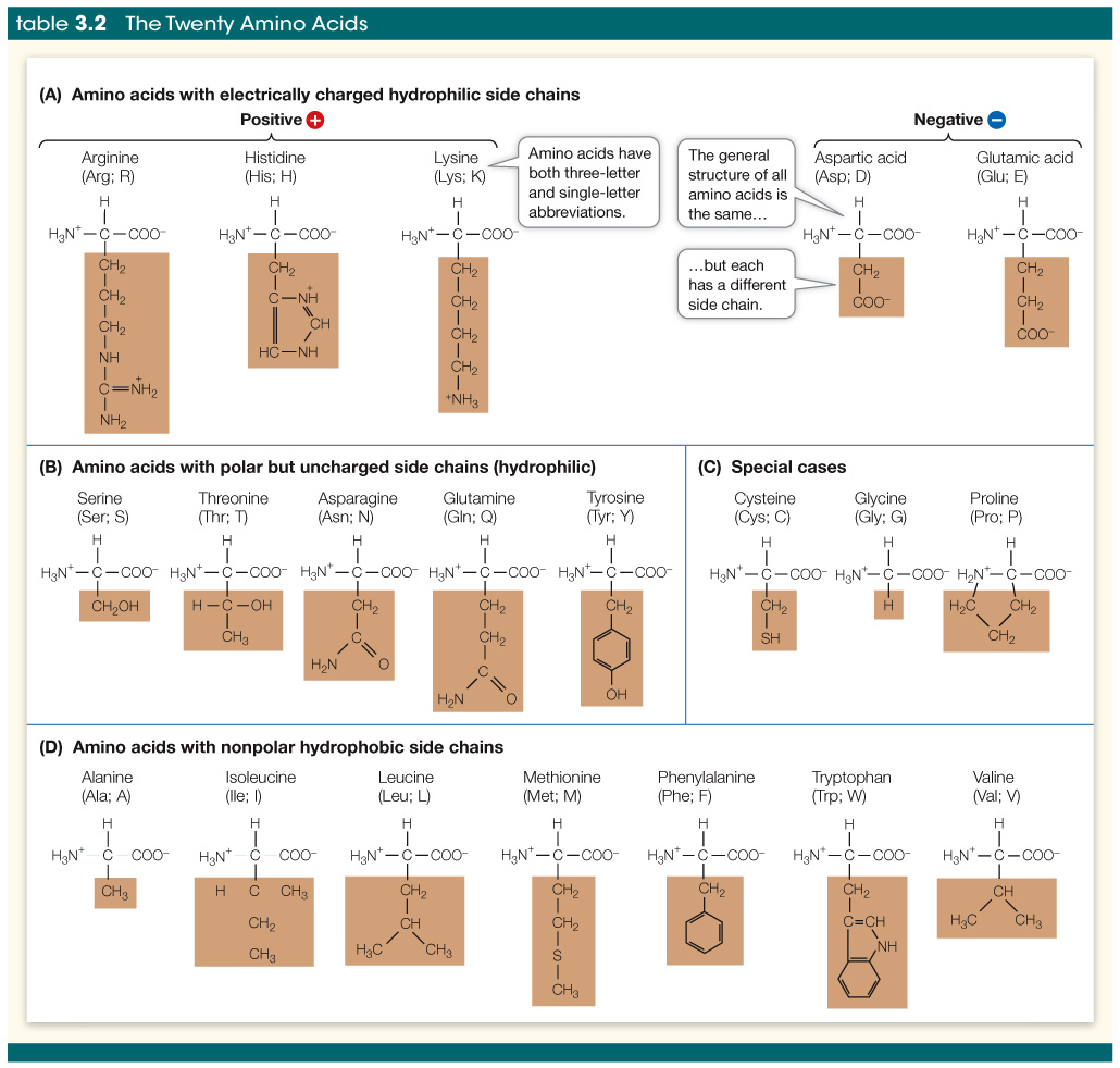 All 20 Amino Acids Flashcards by Cameron Pollock