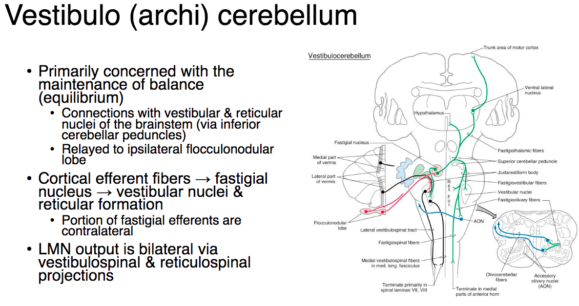 Vestibulocerebellum Pathway