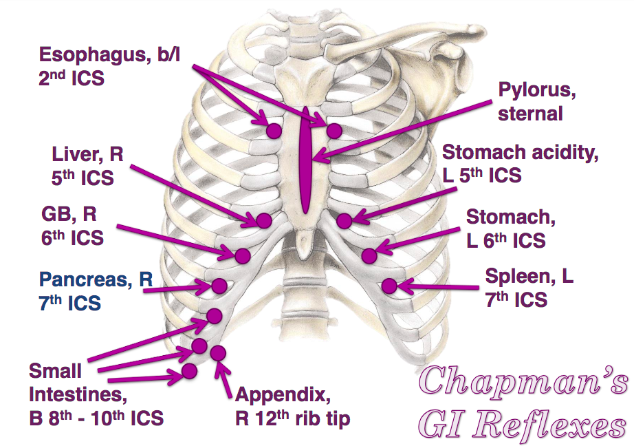 Lecture 2: Viscerosomatic, Somatovisceral, Viscerovisceral and ...