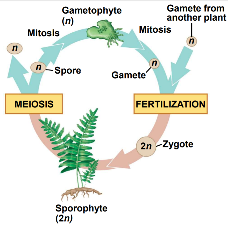 Gnetophyta Life Cycle