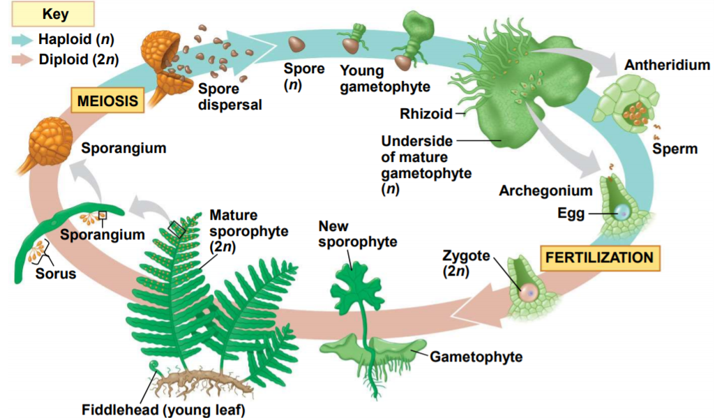 Gnetophyta Life Cycle