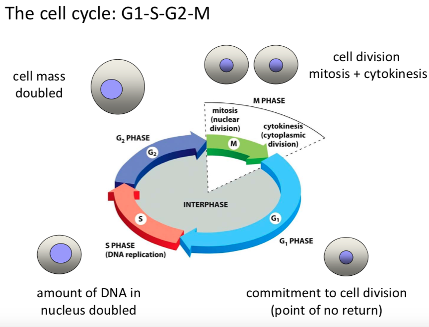 Cytokinesis Cell Cycle