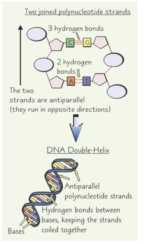 Polynucleotide Strand