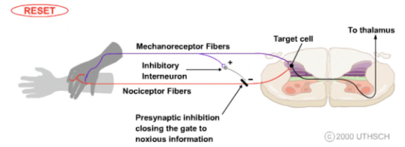 Transduction, Transmission, Perception and Modulation of Pain ...