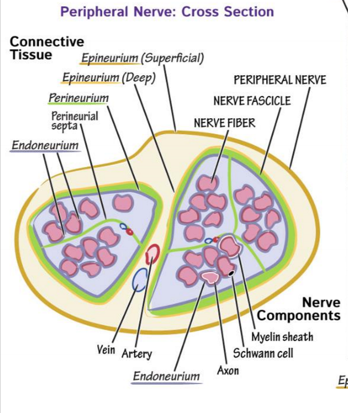 Single Nerve Fiber With Schwann Cell Cross Section