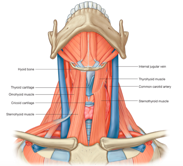External Jugular Vein Surface Anatomy