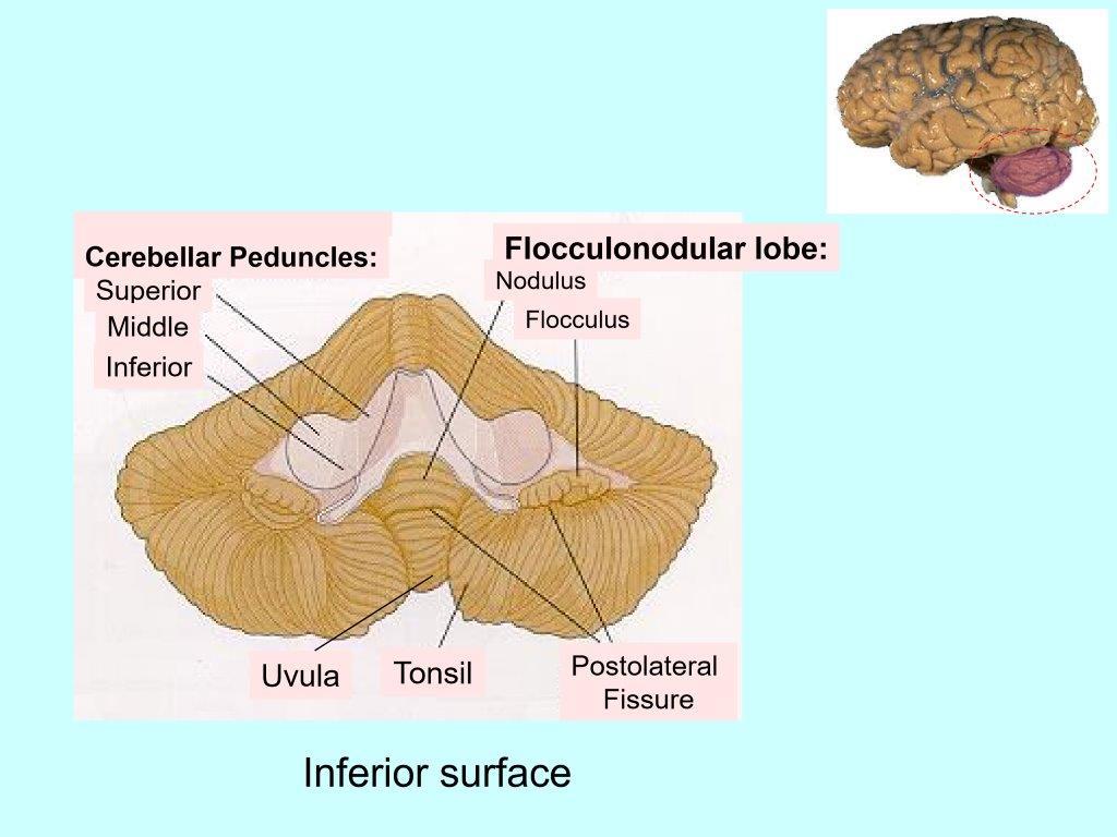 Flocculonodular Lobe