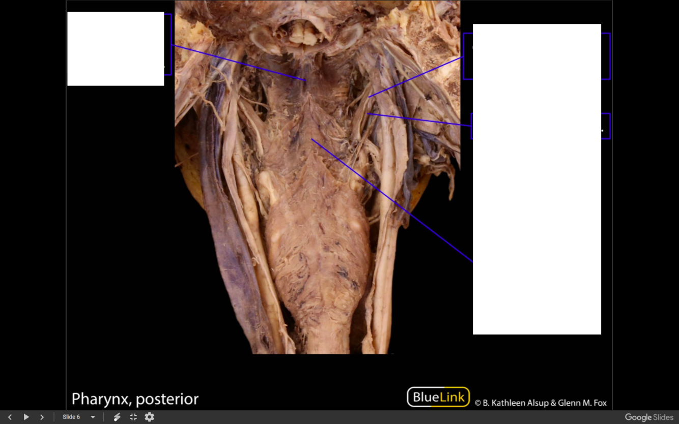 Pharynx Anatomy Cadaver