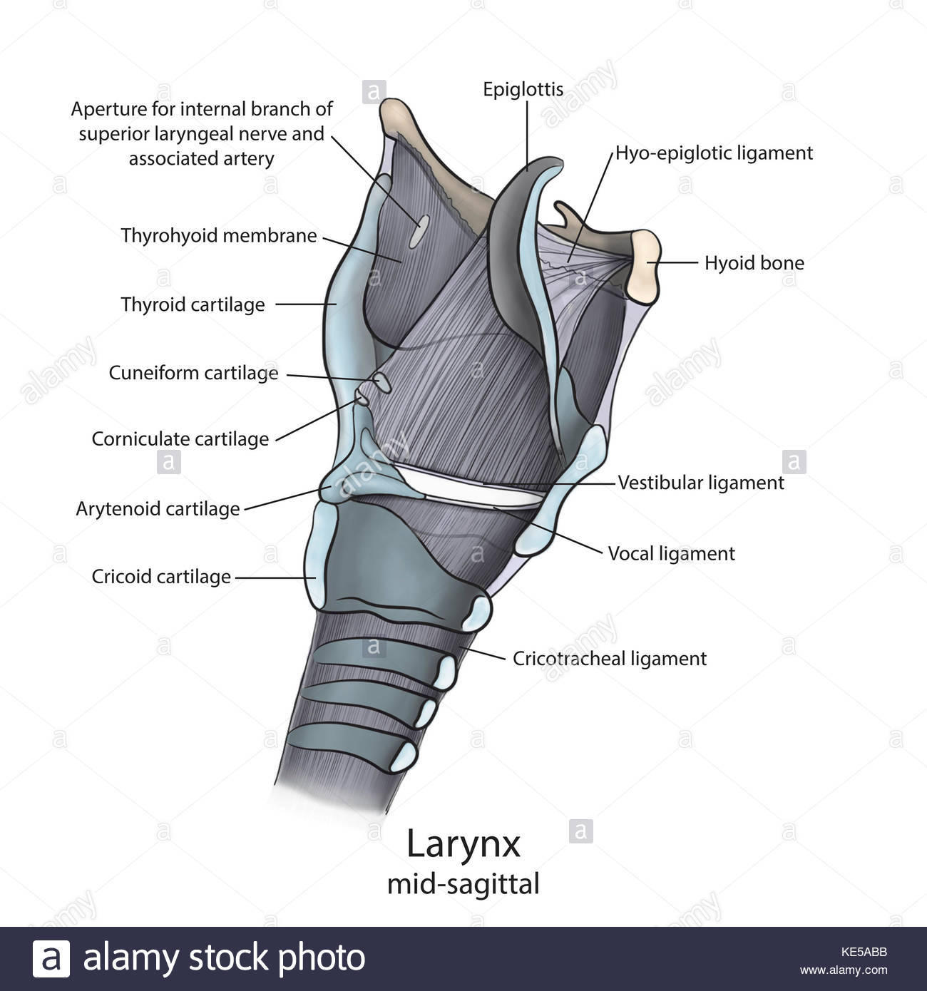 Cuneiform Cartilage Model