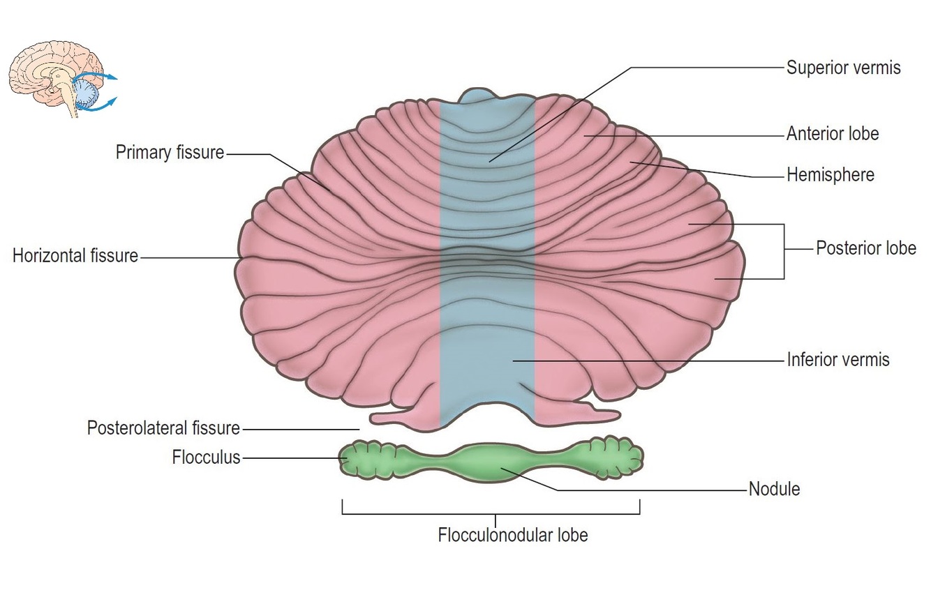 Cerebellum Anatomy Vermis