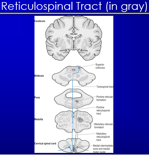 Reticulospinal Tract Reticular Formation