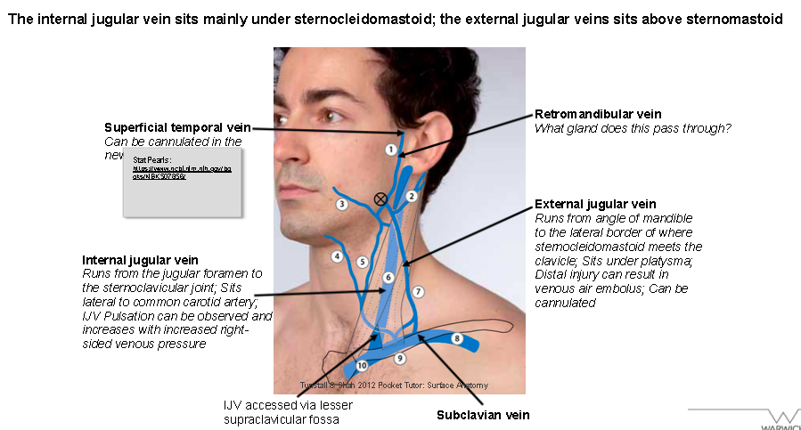 External Jugular Vein Surface Anatomy