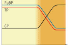 RuBP,GP and TP levels Flashcards by Gitanjali Sharma | Brainscape