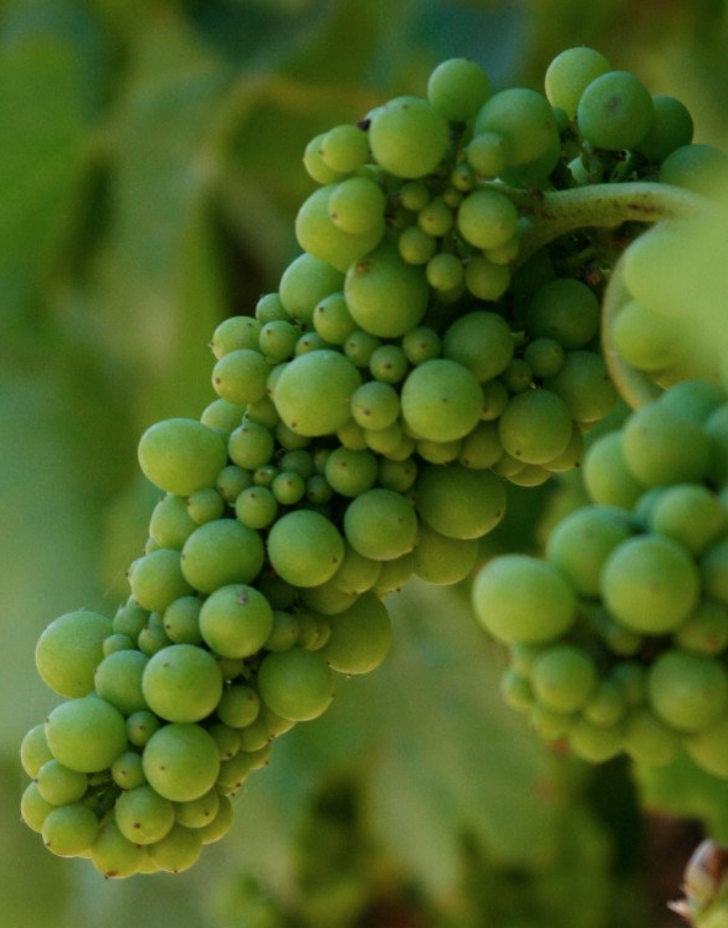 Viticulture for WSET ® Level 3 Wine