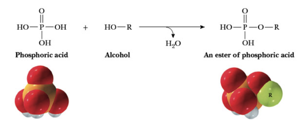 Funktionella grupper och viktiga biomolekyler Flashcards by Magda ...
