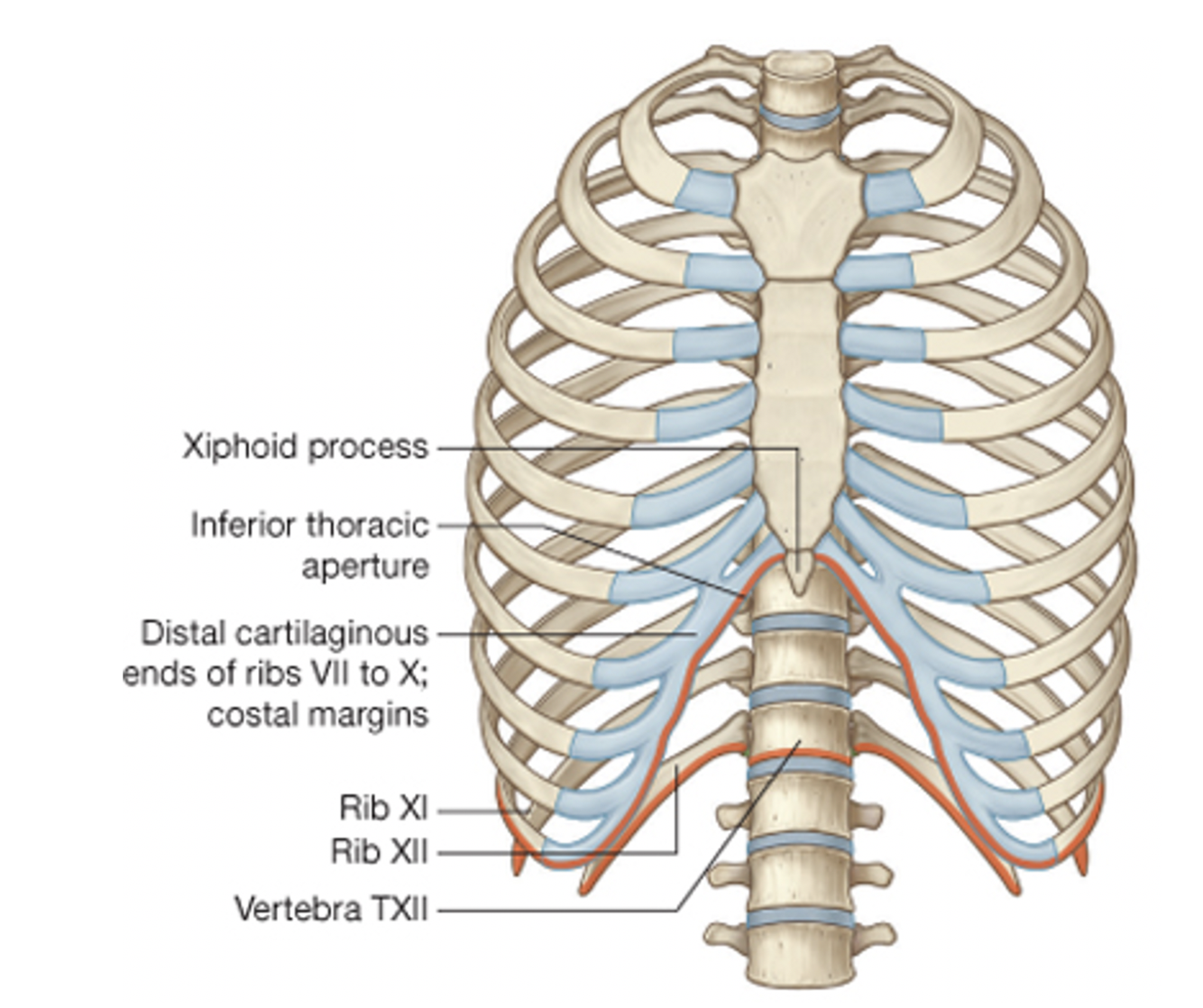 Xiphisternal Junction