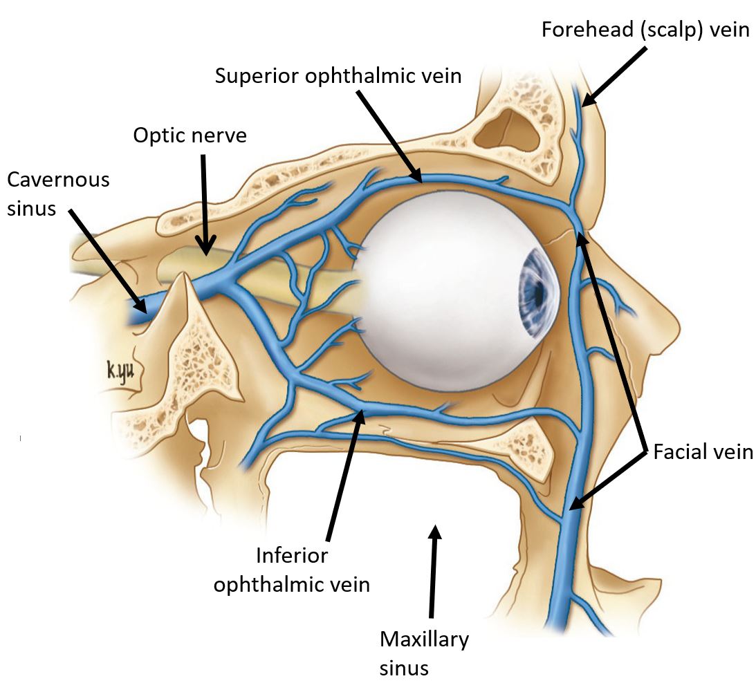 Anatomy of the Orbit Flashcards by Ahmed Elsayed
