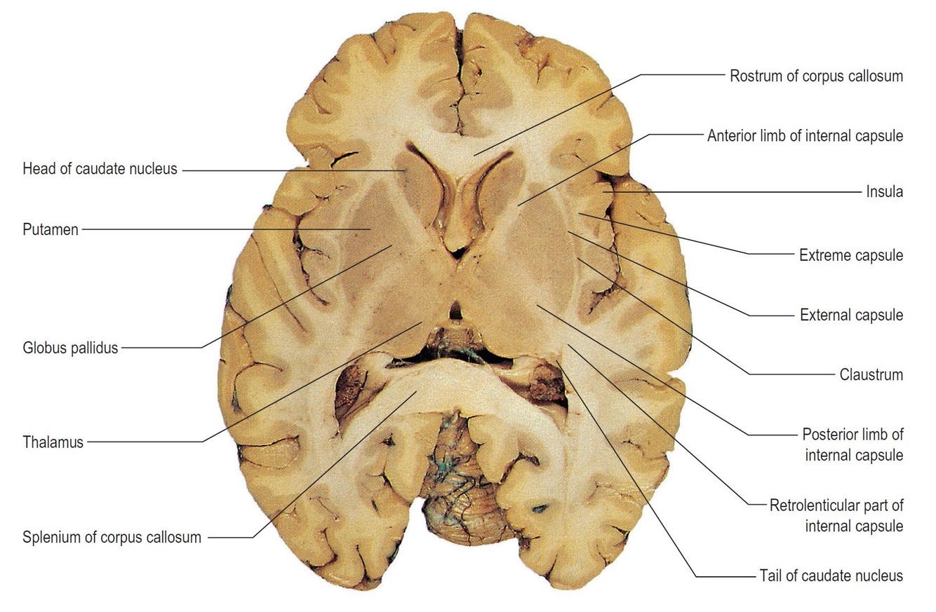 Regions of the Brain Flashcards by Ahmed Elsayed | Brainscape