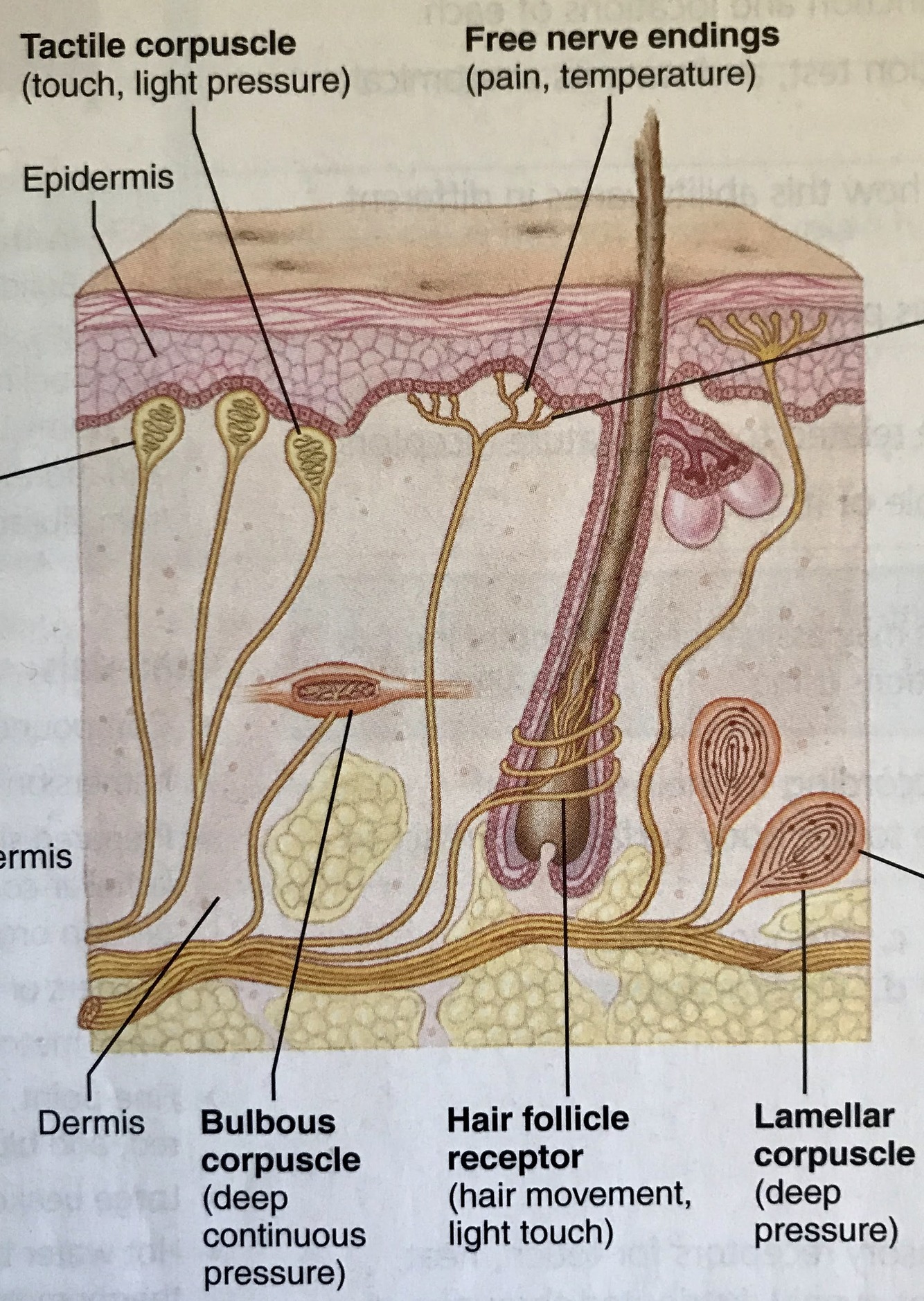 Lamellar Corpuscle