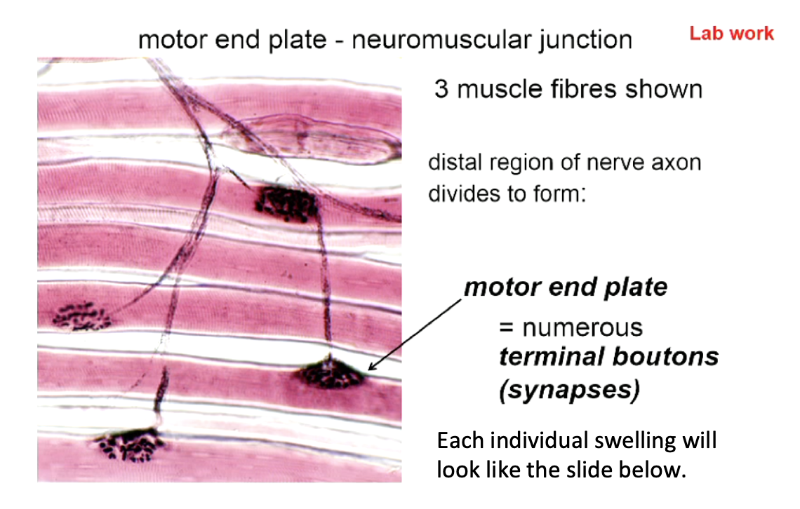 Terminal Bouton Histology