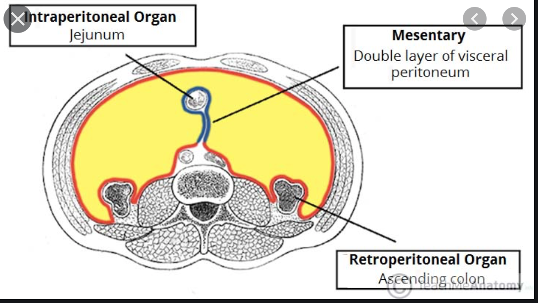 Retroperitoneum And Peritoneum