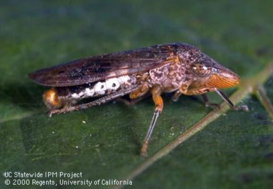 Viticulture for WSET ® Level 3 Wine | Brainscape