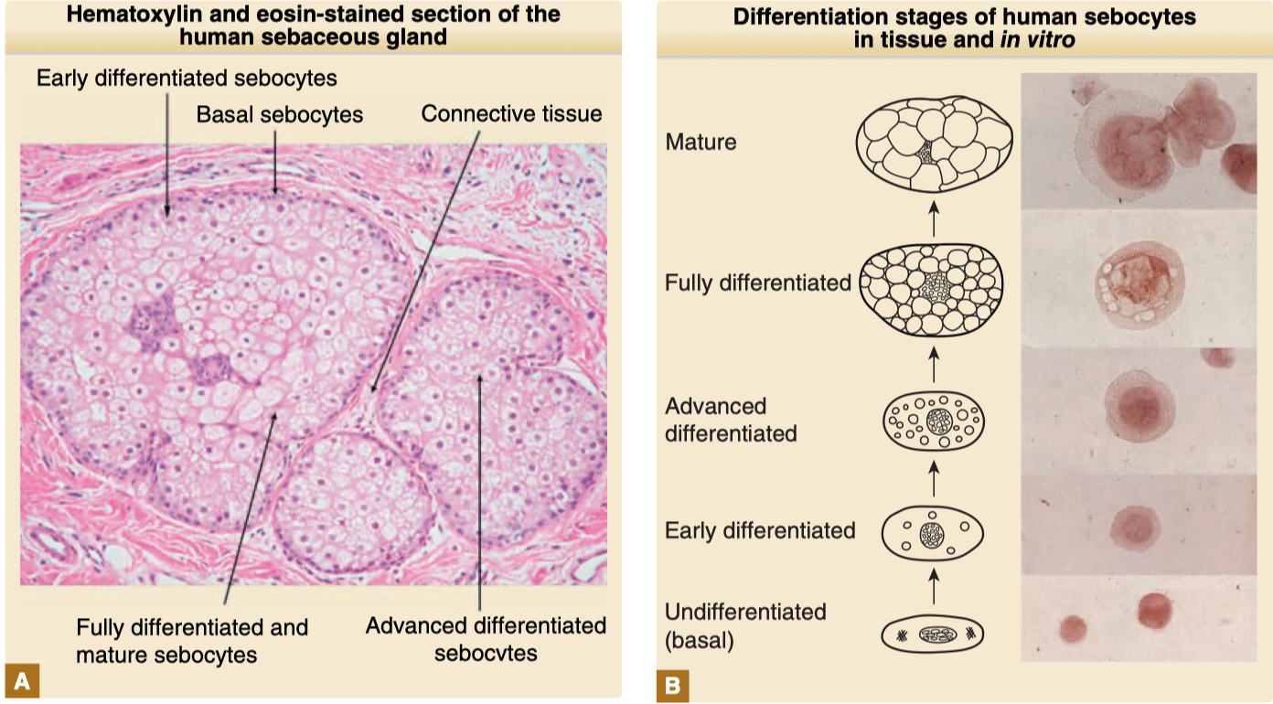 2 - 6 - SKIN GLANDS: SEBACEOUS, ECCRINE AND APOCRINE GLANDS Flashcards ...