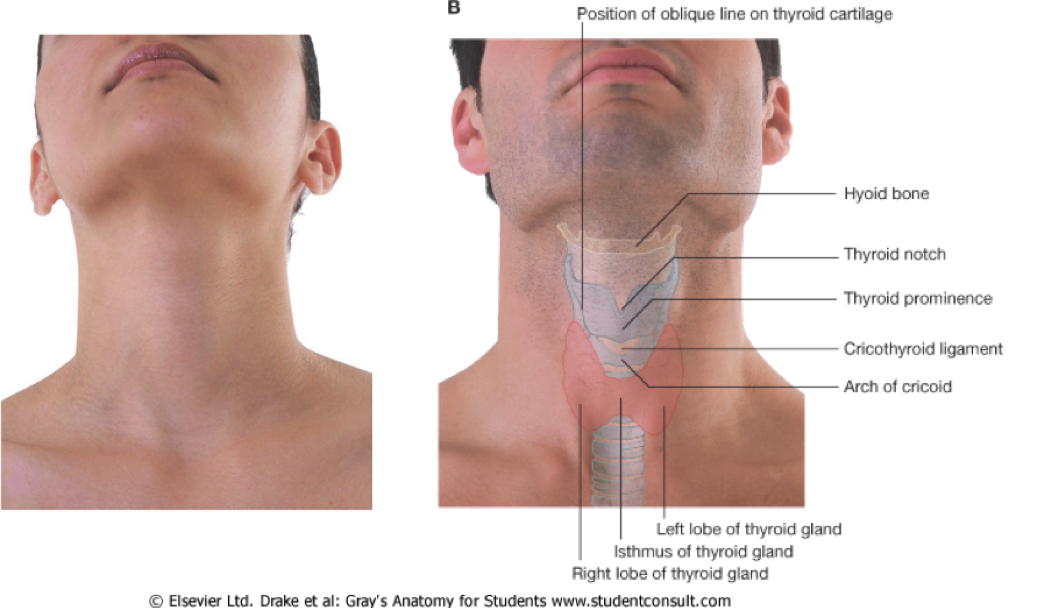 Thyroid Cartilage Surface Anatomy