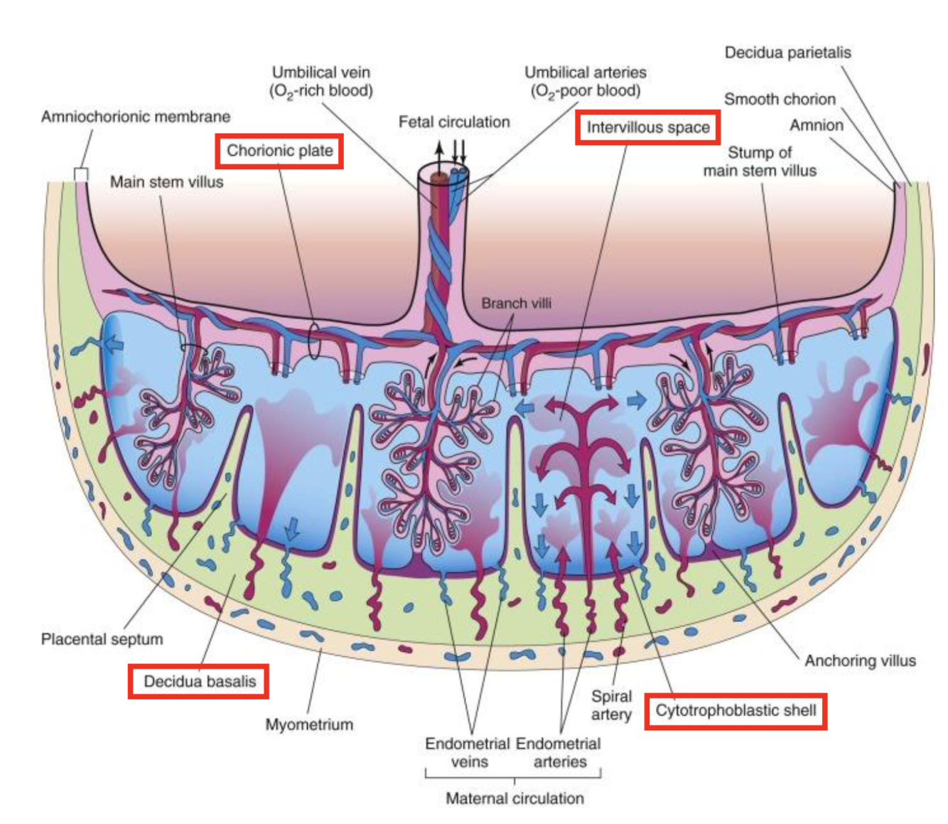 Chorionic Plate
