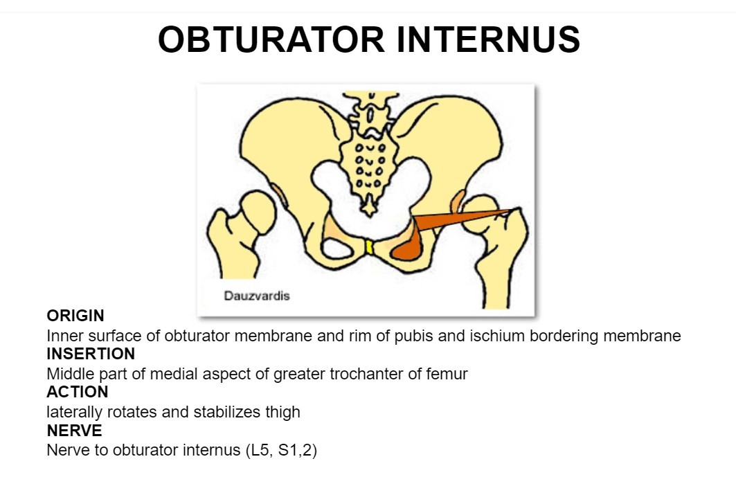 Obturator Internus Origin