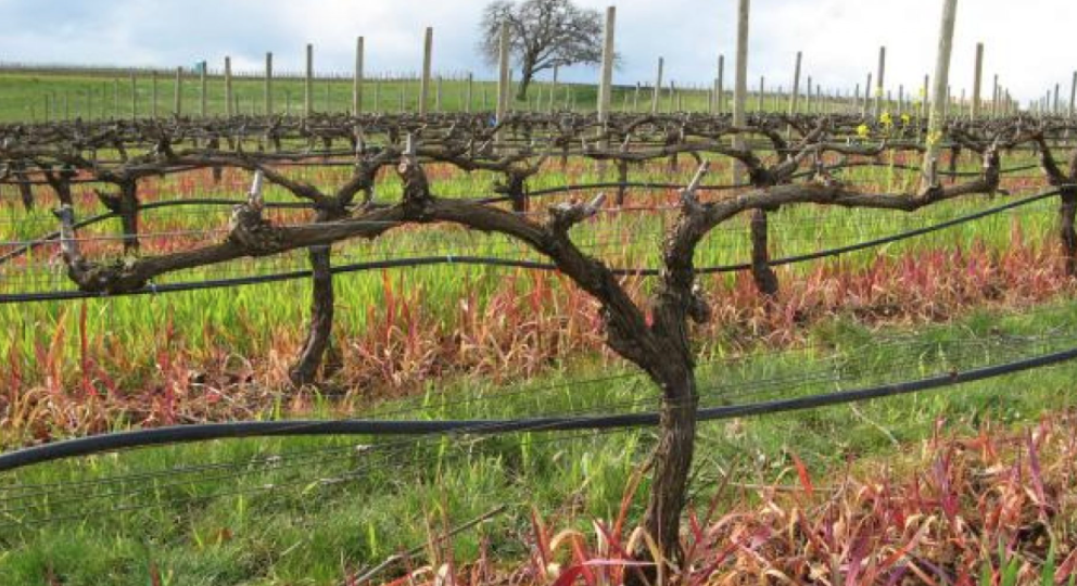 D1 Viticulture: Anatomy and Growth Cycle for WSET® Level 4 Diploma D1 ...