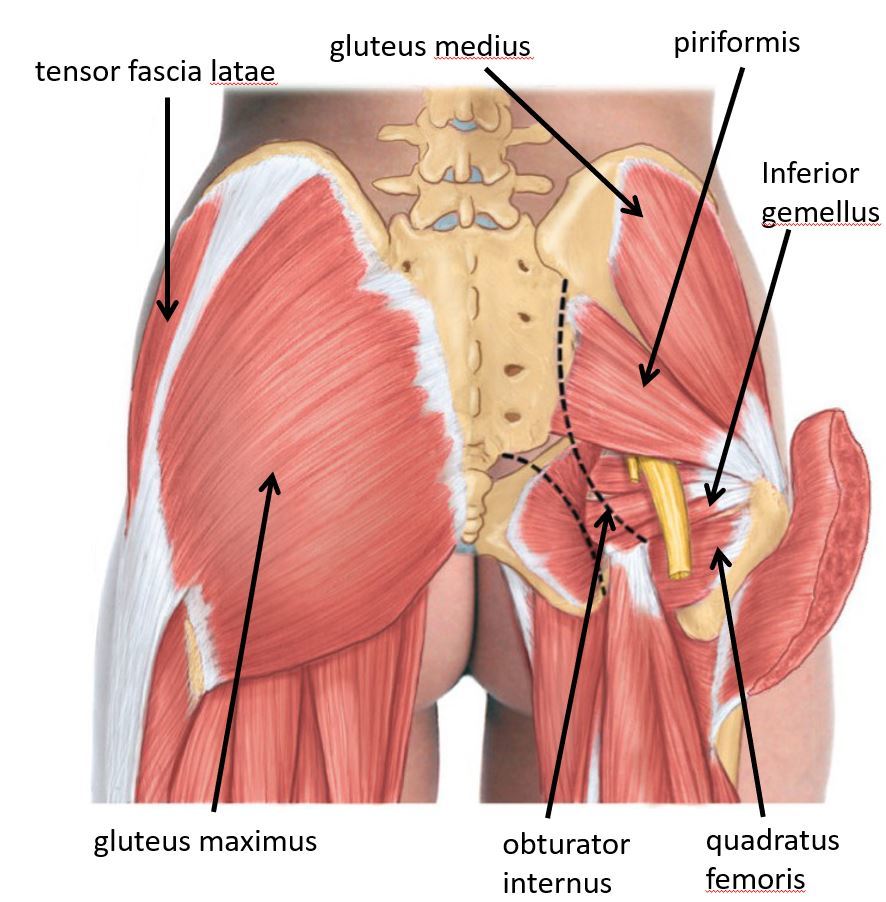 Muscles Of The Lower Limb Gluteal Region Flashcards By Katie Clark