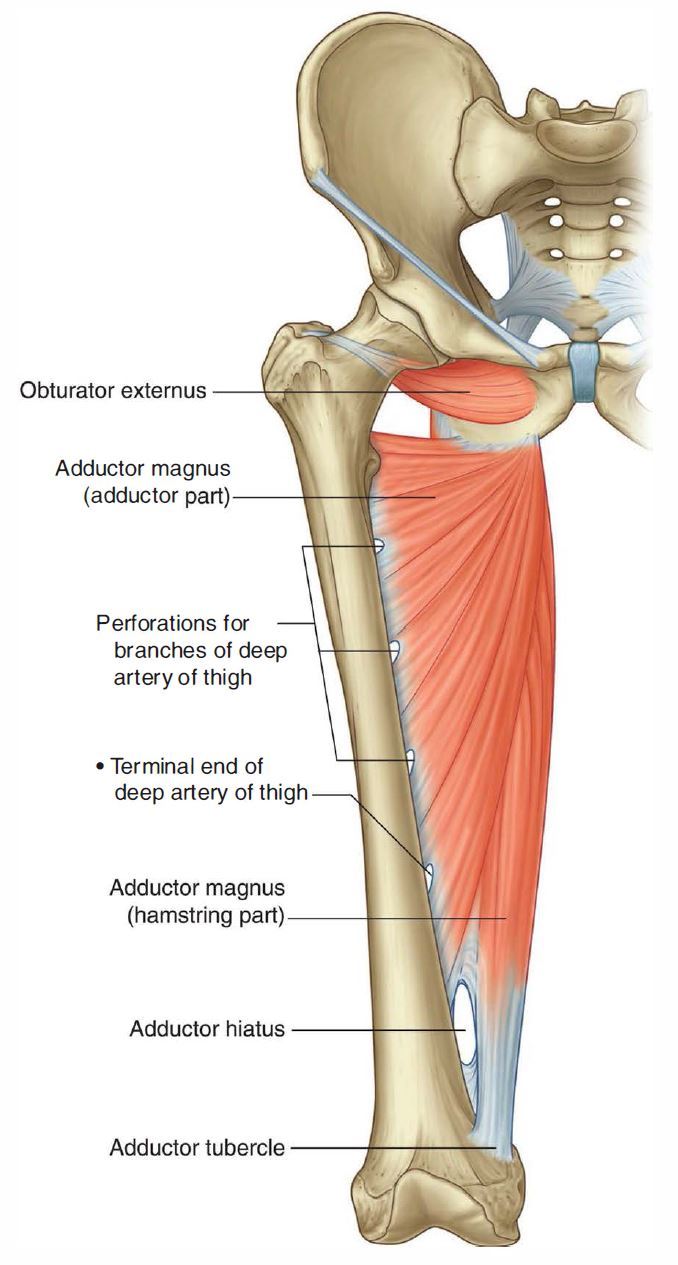 Muscles of the Lower Limb - Anterior Thigh, Medial Thigh and Femoral ...