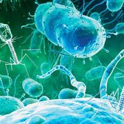 Infectious Disease Lists & Flashcards | Brainscape