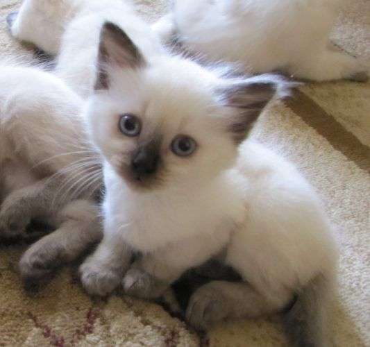 Anunturi Gratuite Caini, pisici- Pisici in Constanta - Navodari