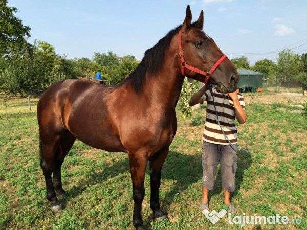 Anunturi Gratuite Animale domestice si pasari- Cai in Calarasi