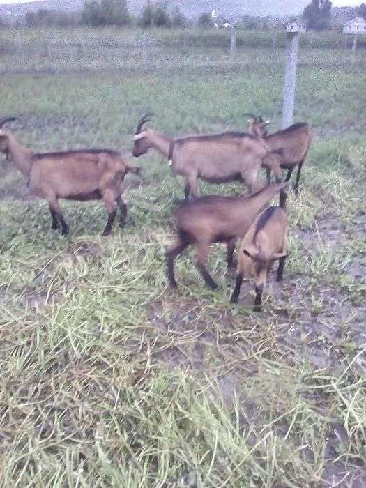 Anunturi Gratuite Animale domestice si pasari- Capre in Bistrita nasaud