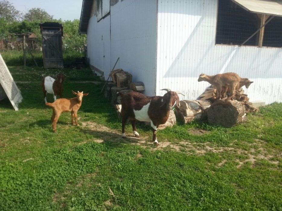 Anunturi Gratuite Animale domestice si pasari- Capre in Bihor - Oradea