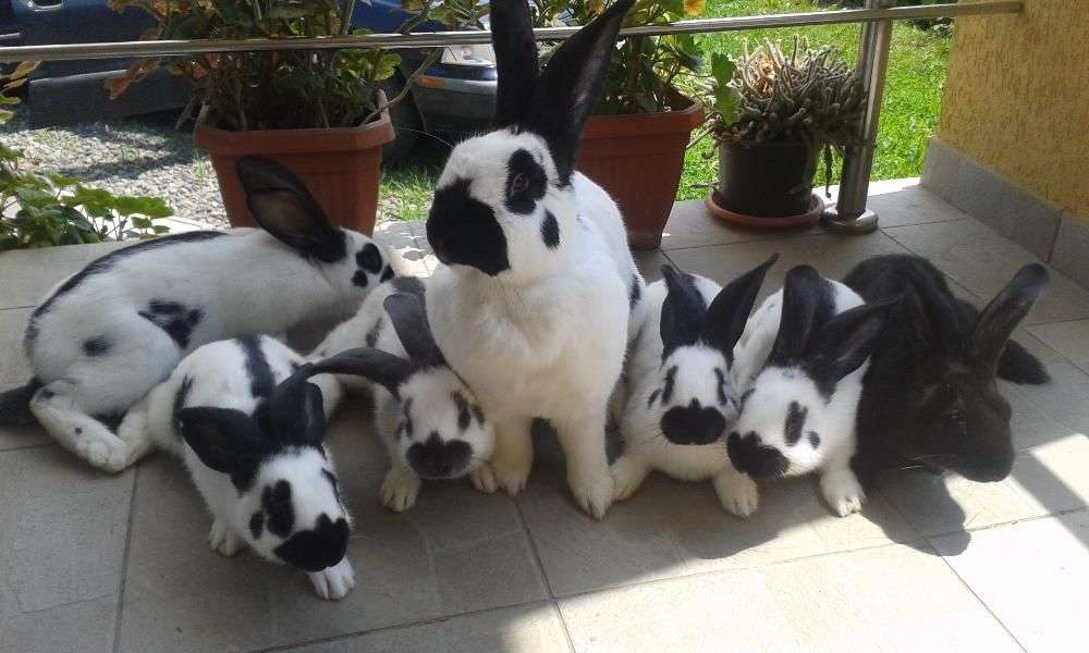 Anunturi Gratuite Agro si industrie- Animale domestice si pasari in ...