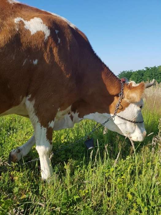 Anunturi Gratuite Animale domestice si pasari- Vaci in Caras Severin